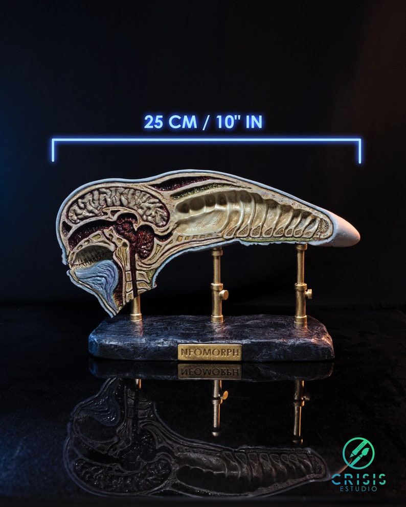 Alien Covenant Dissected Neomorph Head David's Lab - Etsy