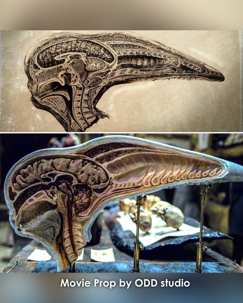 Alien Covenant- Dissected Neomorph Head, David's Lab - Etsy