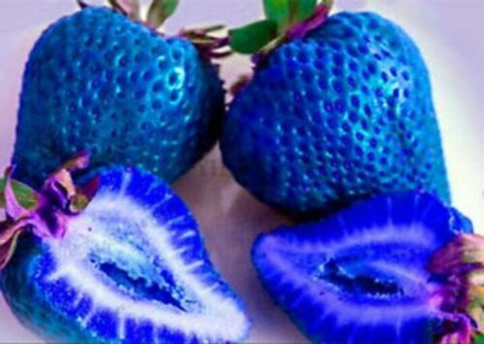 Blue Strawberries Seeds Berries Garden Fresh Fruit Healthy | Etsy