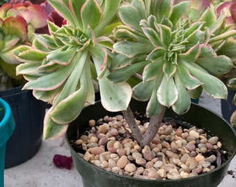 Crested Aeonium | Etsy