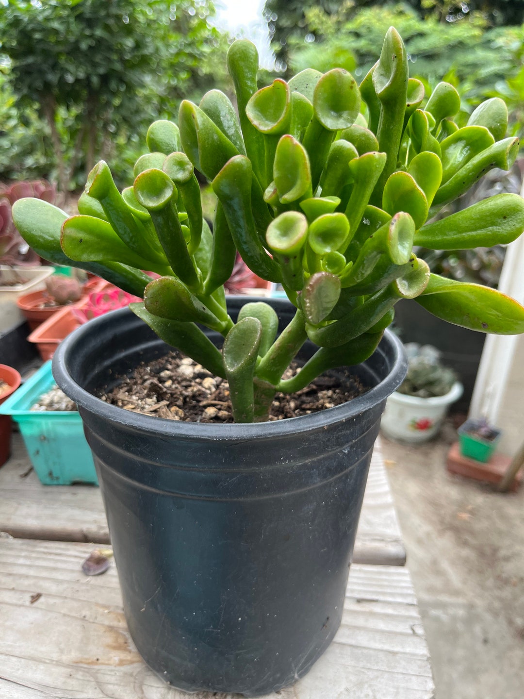 Crassula Ovata Ogre's Ears, One Gallon Pot - Etsy