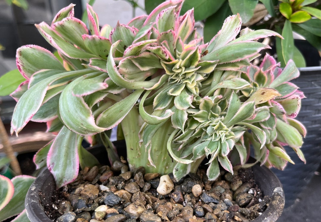 CRESTED AEONIUM SUNBURST 8 Inches - Etsy