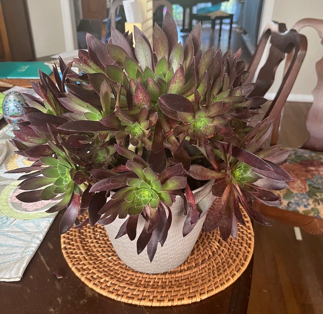 Aeonium Merlot Large - Etsy