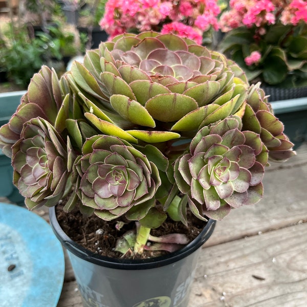Crested Aeonium - Etsy