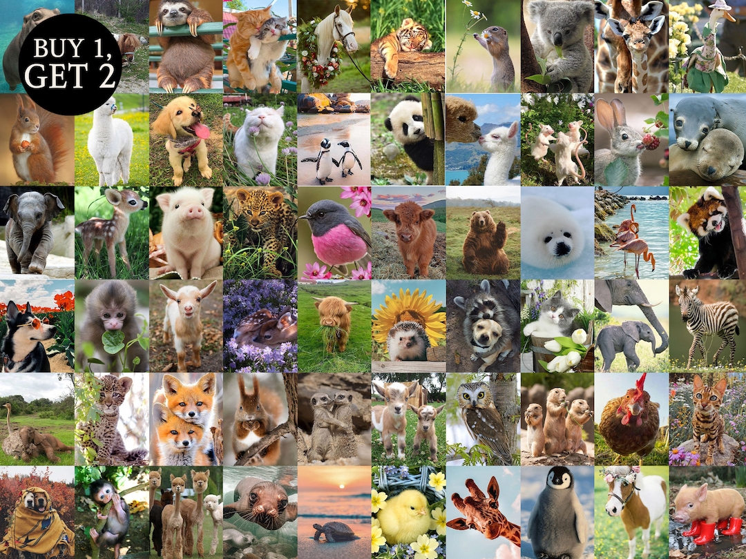 Cute Animal Aesthetic Wall Collage Kit 60pcs, Instant Download, Kid ...