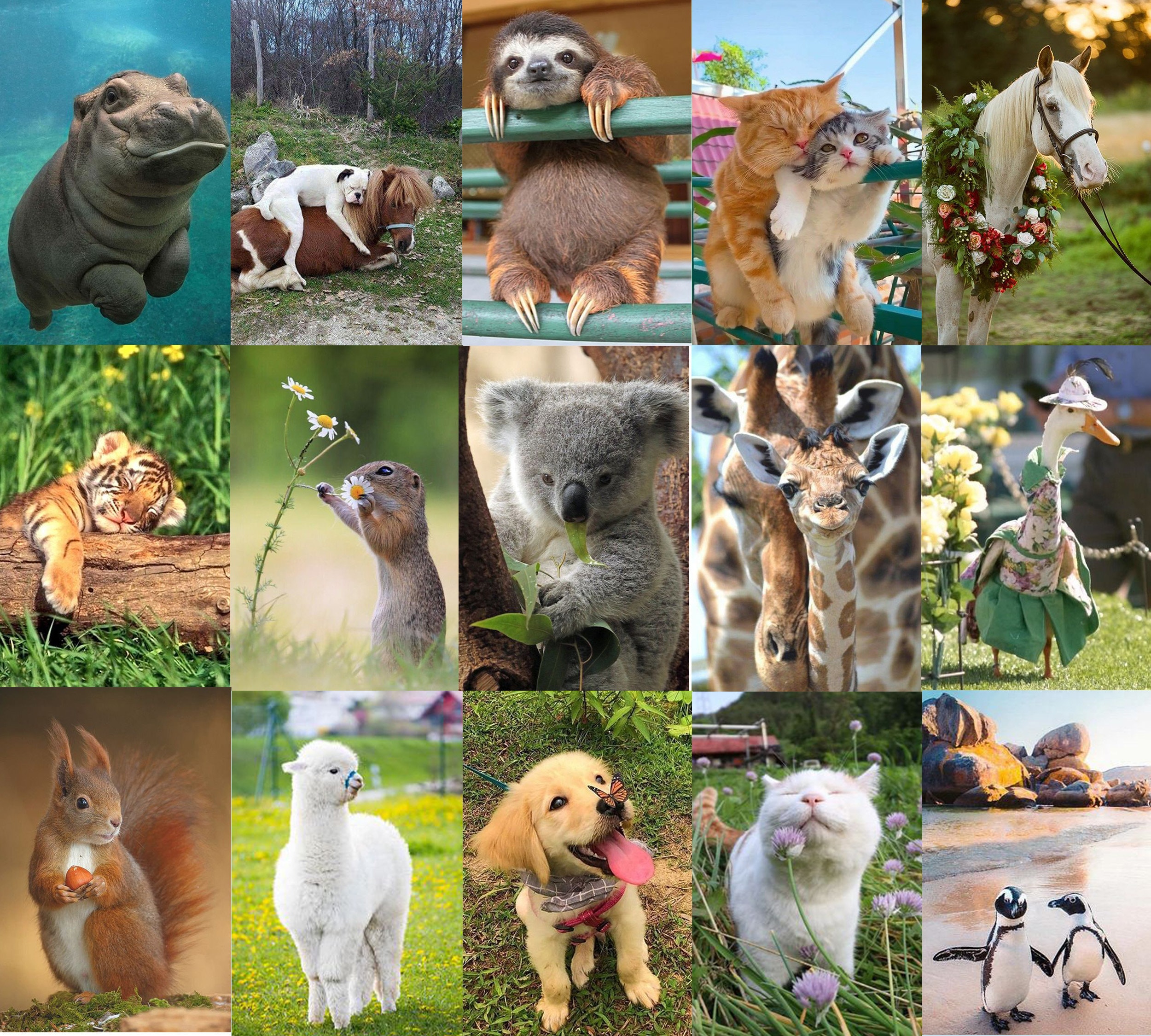 Cute Animal Aesthetic Wall Collage Kit 60pcs Instant | Etsy UK