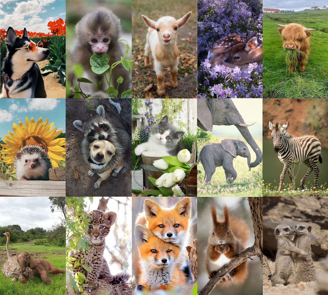 Cute Animal Aesthetic Wall Collage Kit 60pcs, Instant Download, Kid ...