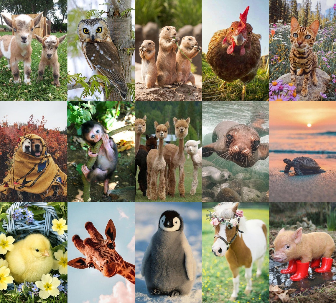 Cute Animal Aesthetic Wall Collage Kit 60pcs, Instant Download, Kid ...