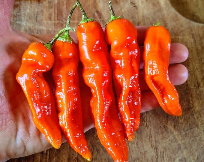 Cold Hardy Chili Pepper Seeds - Capsicum Flexuosum, Aka February Fire ...
