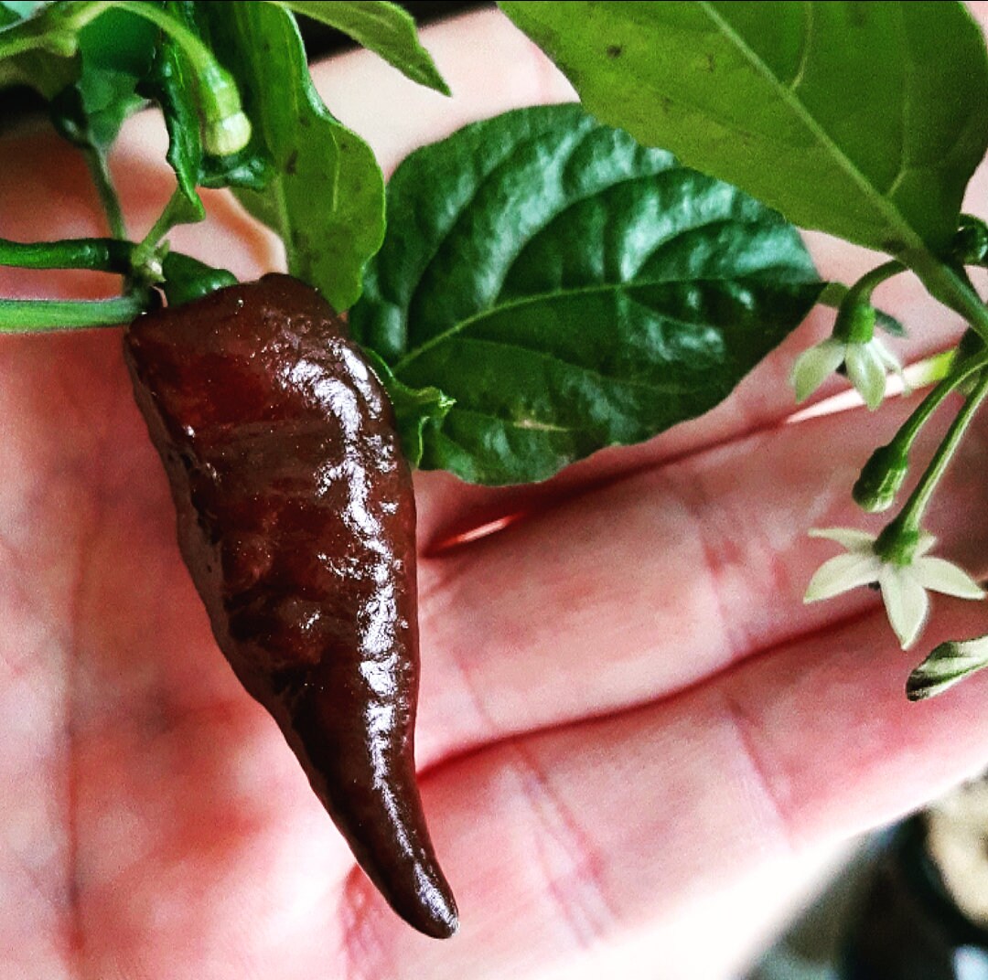 Dorset Naga Chocolate 10 Seeds - Etsy UK