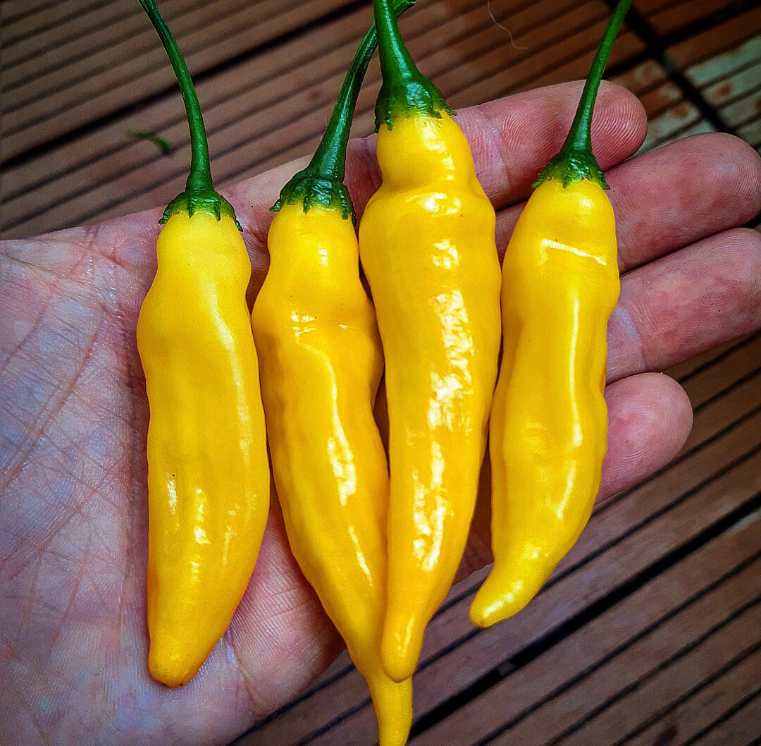 Ají Limón Lemon Drop Ají Limón 10 semillas - Etsy España