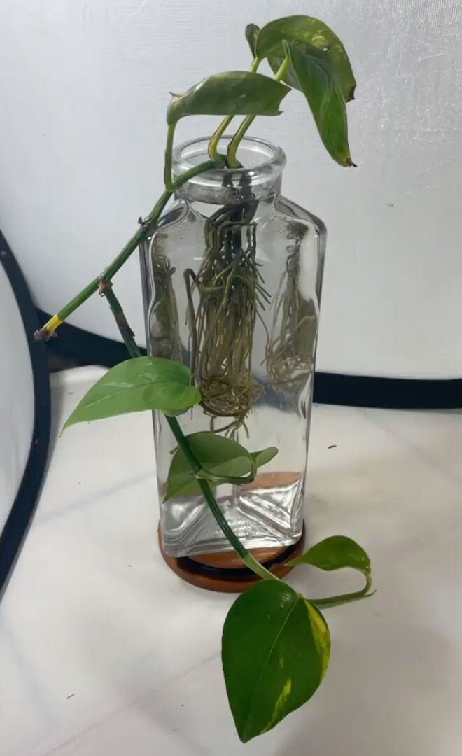 Pathos in Antique Glass Bottle - Etsy