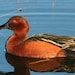 Cinnamon Teal - Hand Crafted Duck Call - Etsy