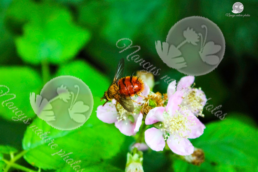 Bee Art, Flower Photo File, JW Digital Downloads, JW Photo Download ...