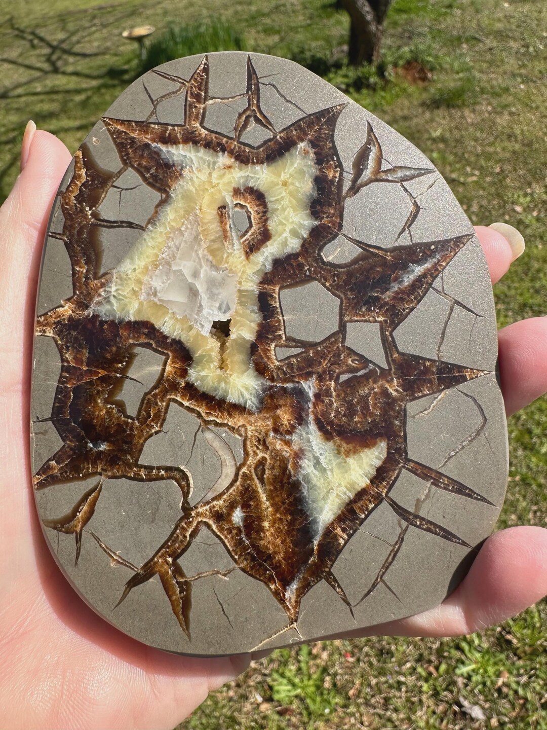 Septarian Nodule, Calcite, Muddy Creek, Orderville, Kane Co. UT UV ...