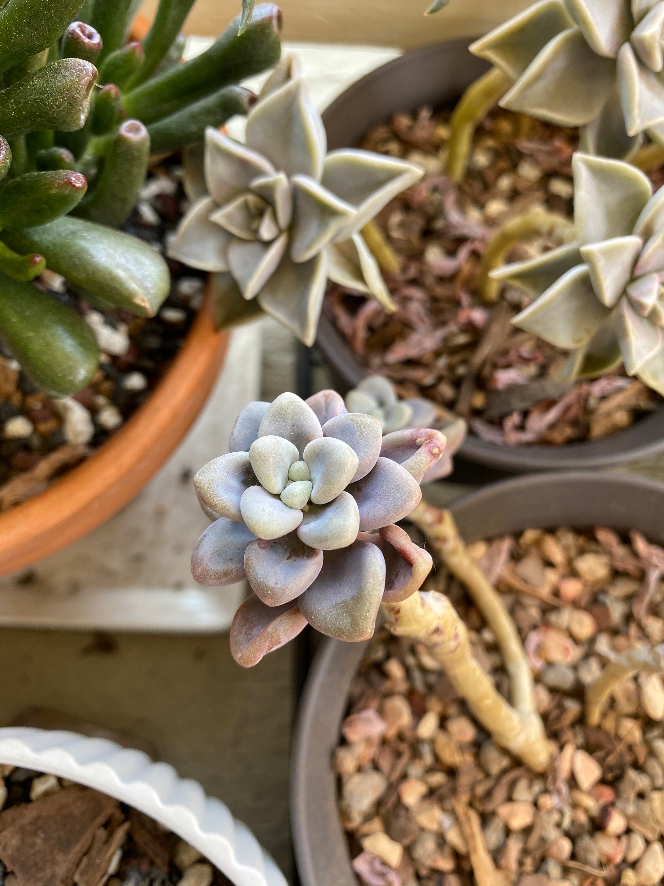 Graptopetalum Ellen x Pachyphytum Hybrid Rare Succulent | Etsy