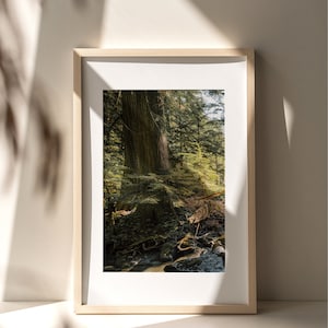 Bridge Through Forest, 3 Piece Print Set, PNW Forest Art, Nature ...