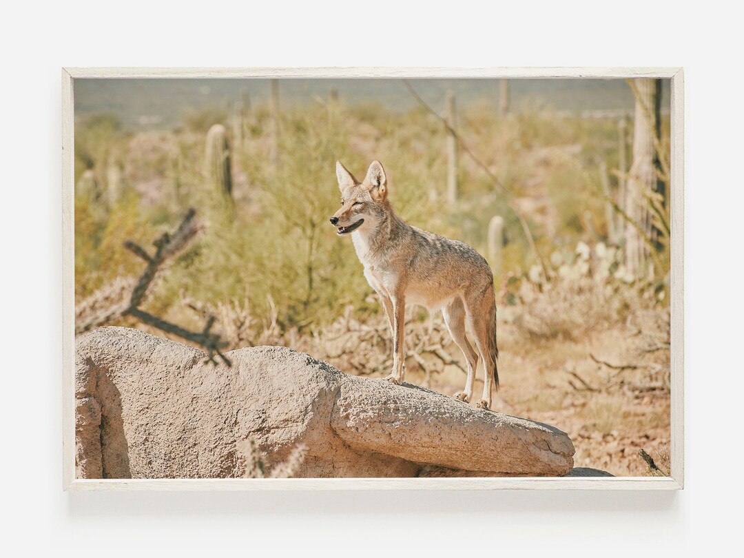 Coyote Looking Over Desert Wildlife Photography Arizona - Etsy