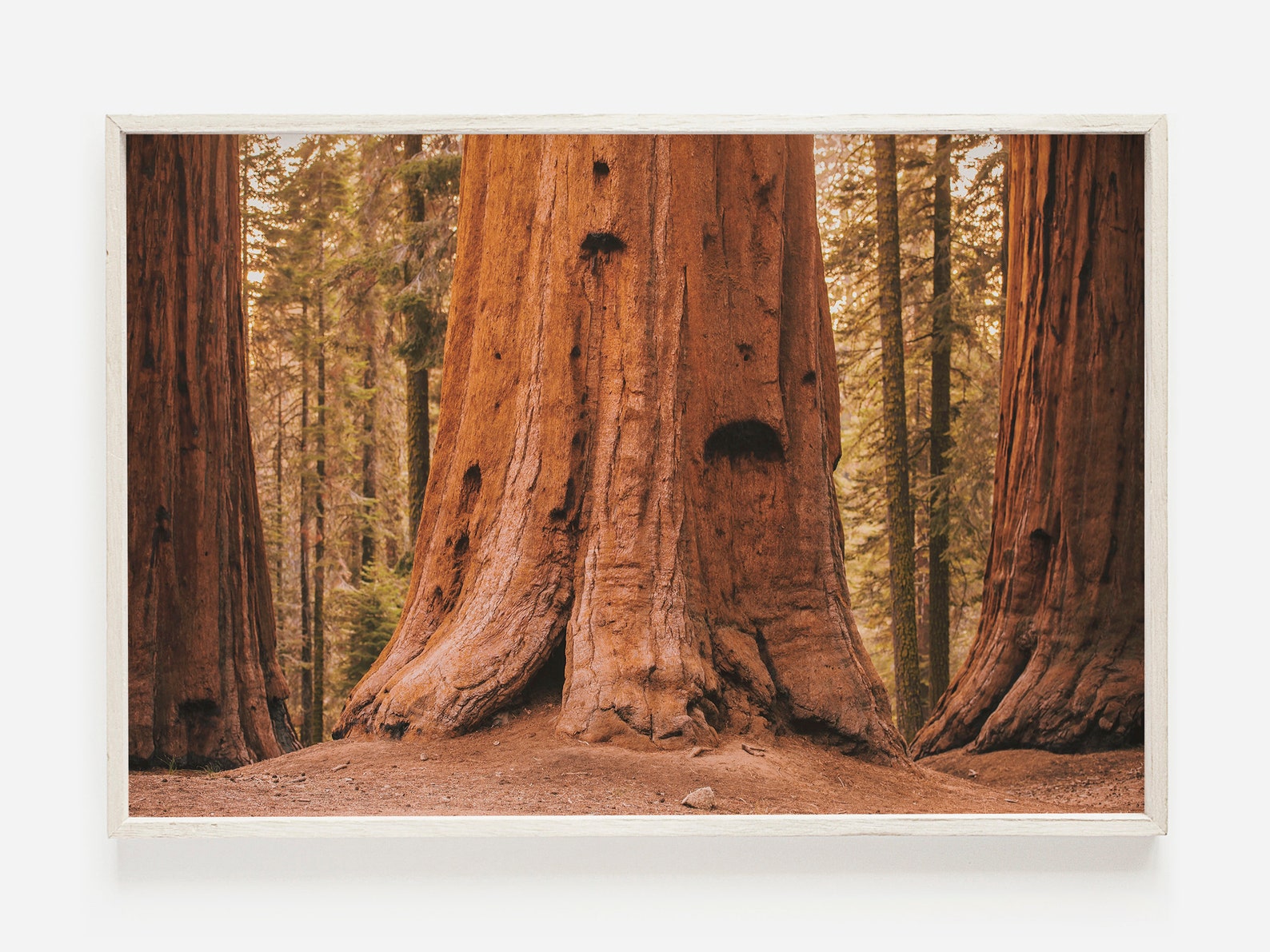 Redwood Forest Eureka California Wall Art Sequoia National | Etsy