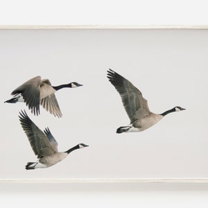 Three Geese Flying Goose Migration Gray Geese Wall Art - Etsy