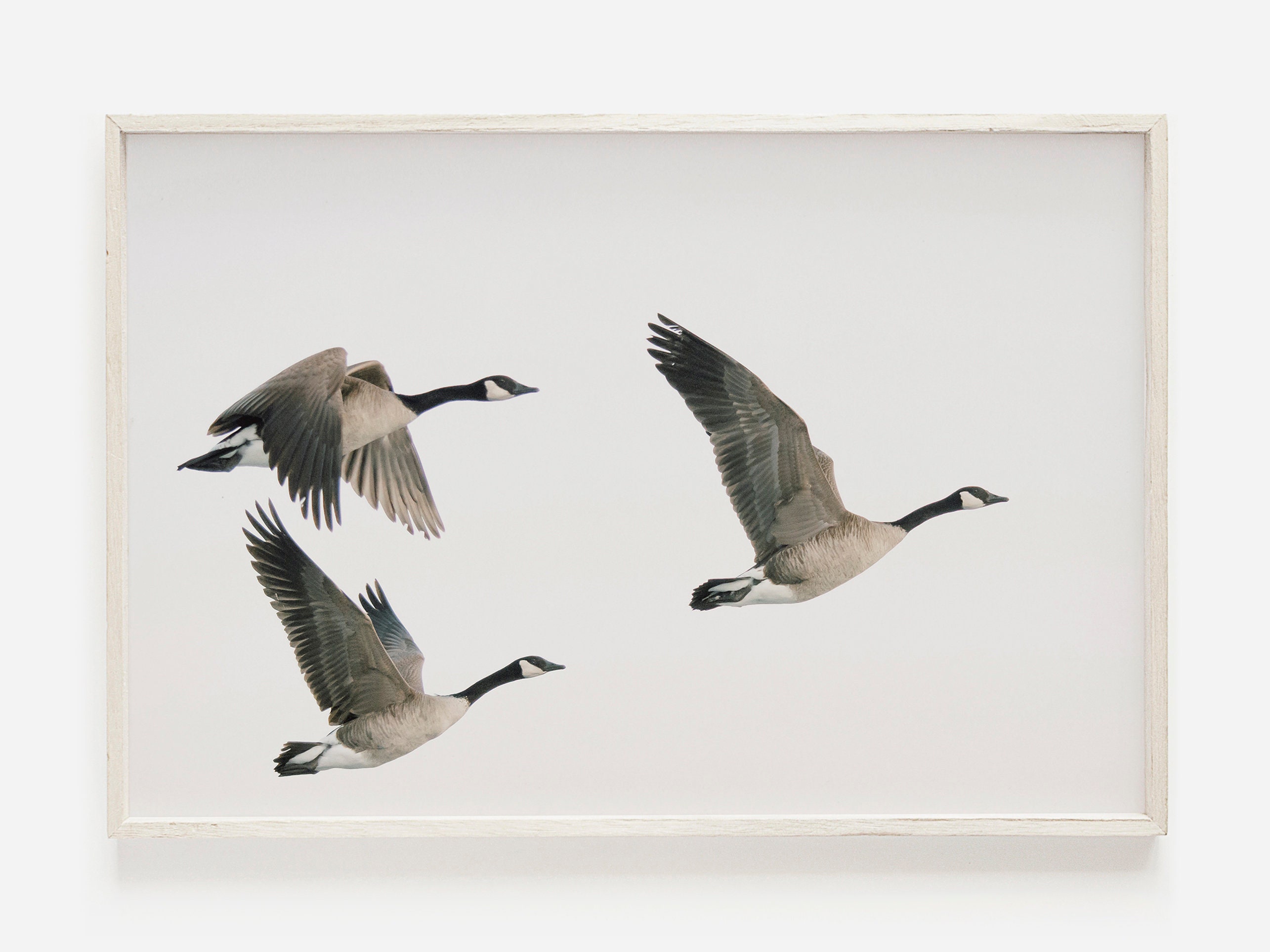 Three Geese Flying Goose Migration Gray Geese Wall Art - Etsy