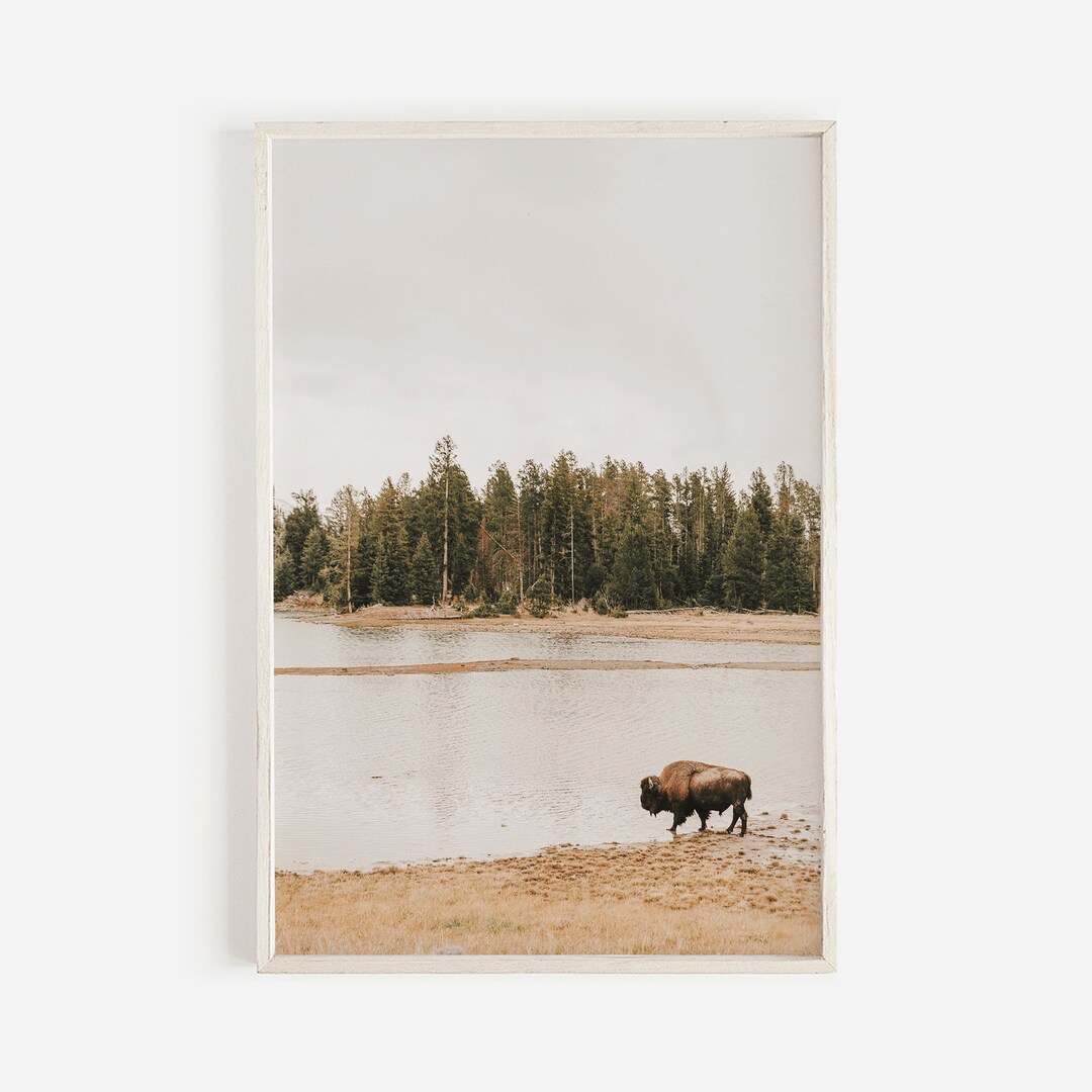 Lonely Bison in Yellowstone, Single Bison at Watering Hole, Yellowstone ...