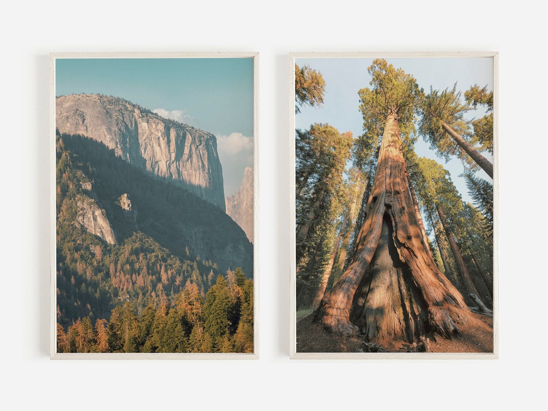 Norcal Print Set, Redwood Forest, Yosemite Valley, California Wall Art ...