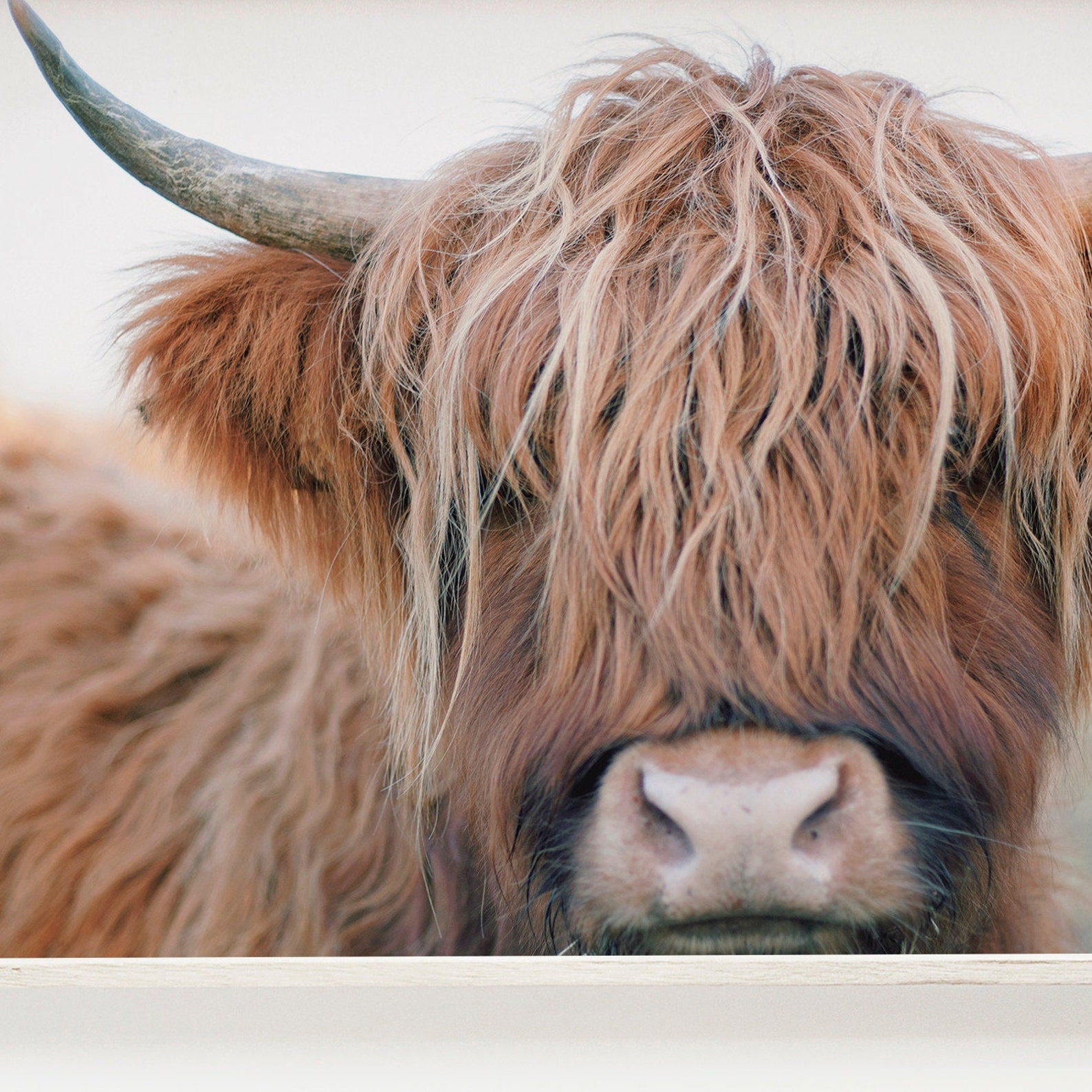 Brown Highland Cow, Rustic Cow Printable, Farmhouse Highland Cow Poster ...