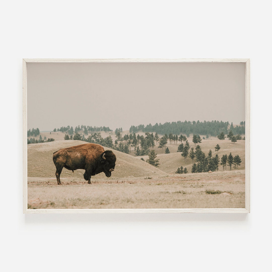 Western Bison Wall Art, Bison in Montana, Forest Landscape, Rustic Home ...