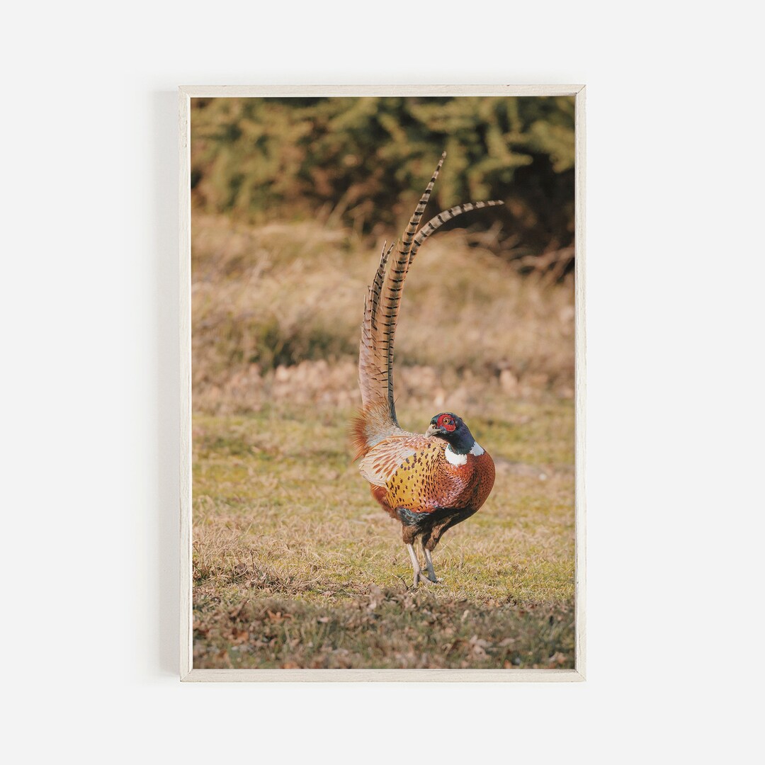 Montana Pheasant Photo, Pheasant Digital Art, Wildlife Printable, Lodge ...