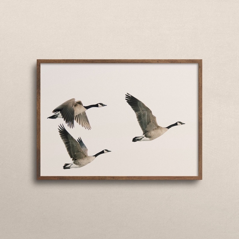 Three Geese Flying, Goose Migration, Gray Geese Wall Art, Canadian ...