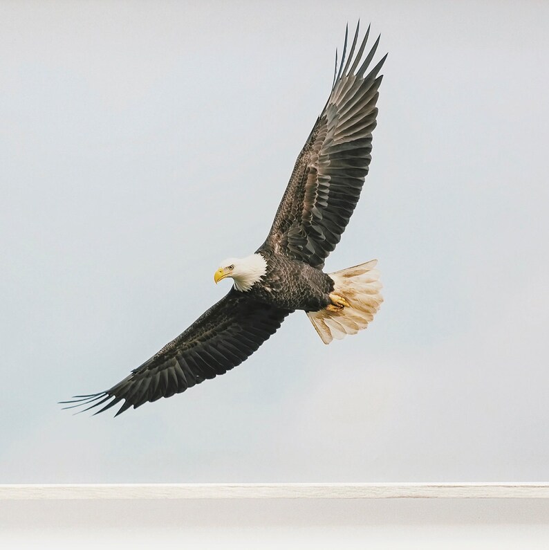 Eagle Flying Overhead Bald Eagle Photography Flying Eagle - Etsy