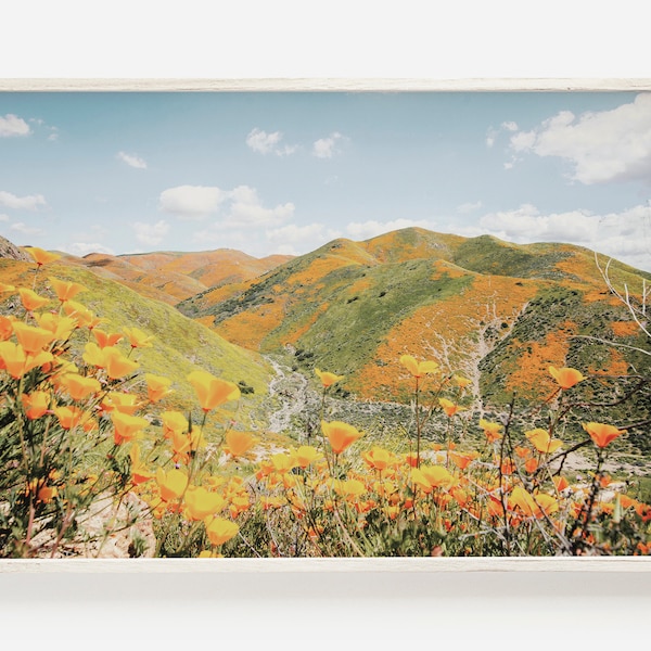 California Poppy - Etsy