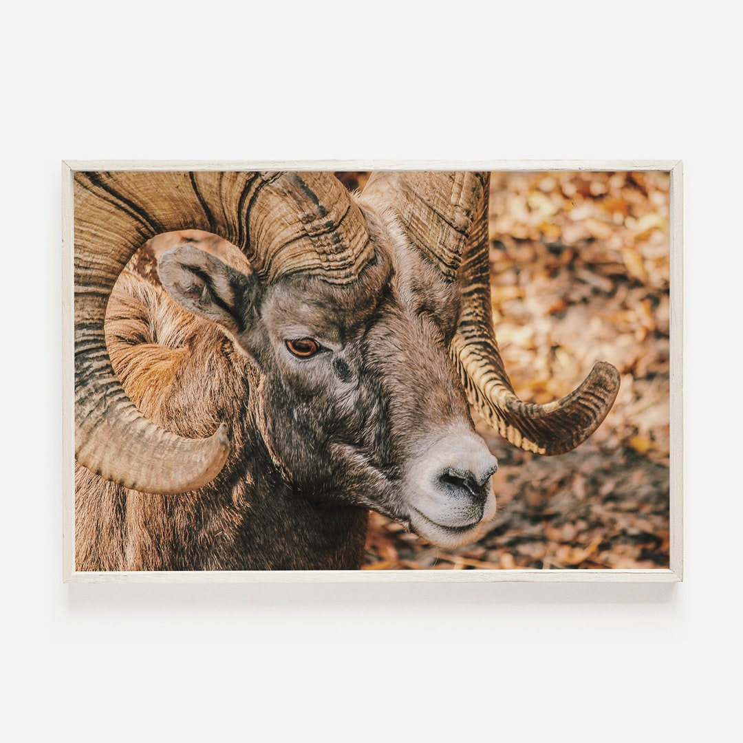 Bighorn Sheep Poster, Lodge Decor, Wyoming Bighorn Sheep, Nature Home ...