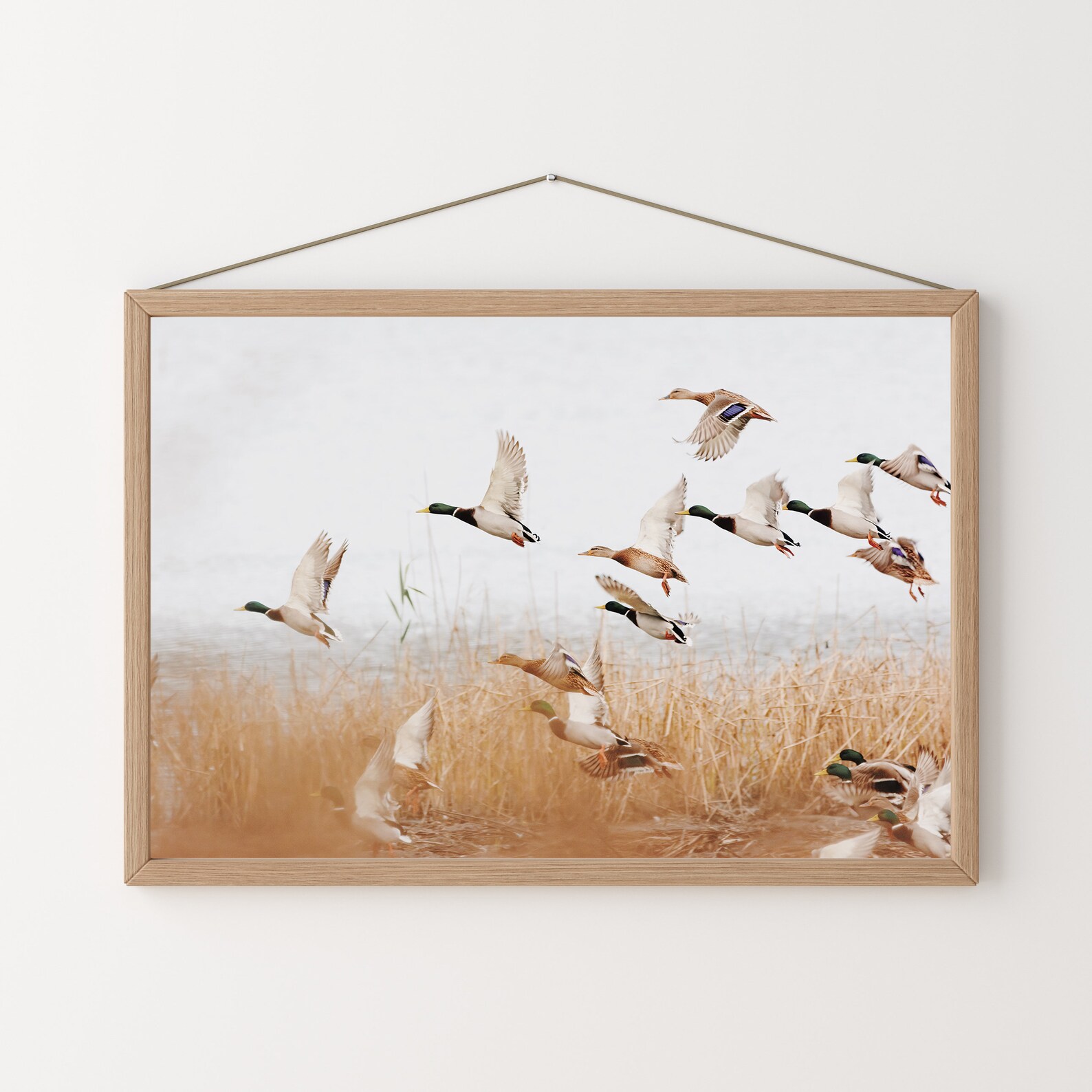 Duck Wall Art Wildlife Photography Cabin Decor Duck Digital - Etsy