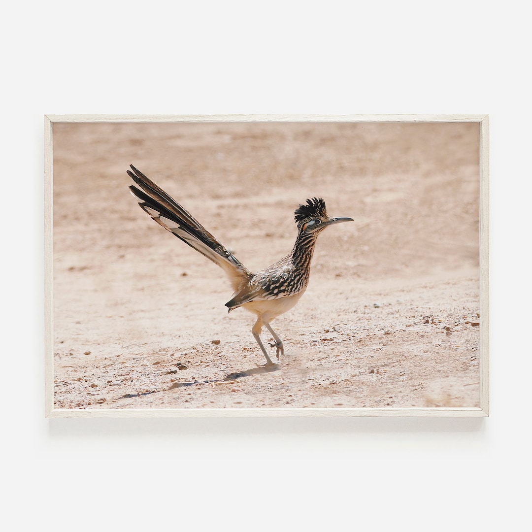 Road Runner Wall Art, Arizona Road Runner Photo, Desert Wildlife Print ...