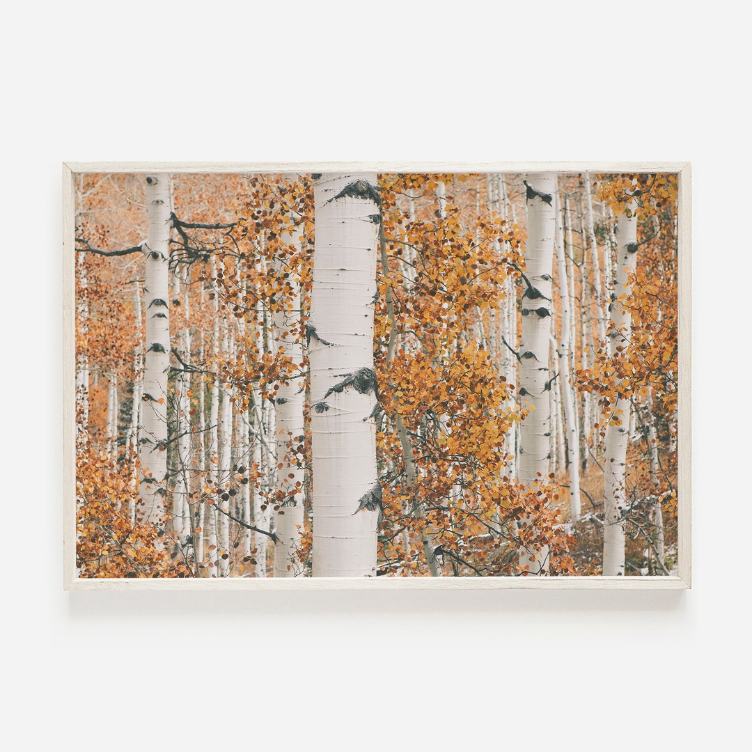 Aspen Grove Wall Art, Fall Aspen Poster, Autumn Aspen Tree Wall Art ...