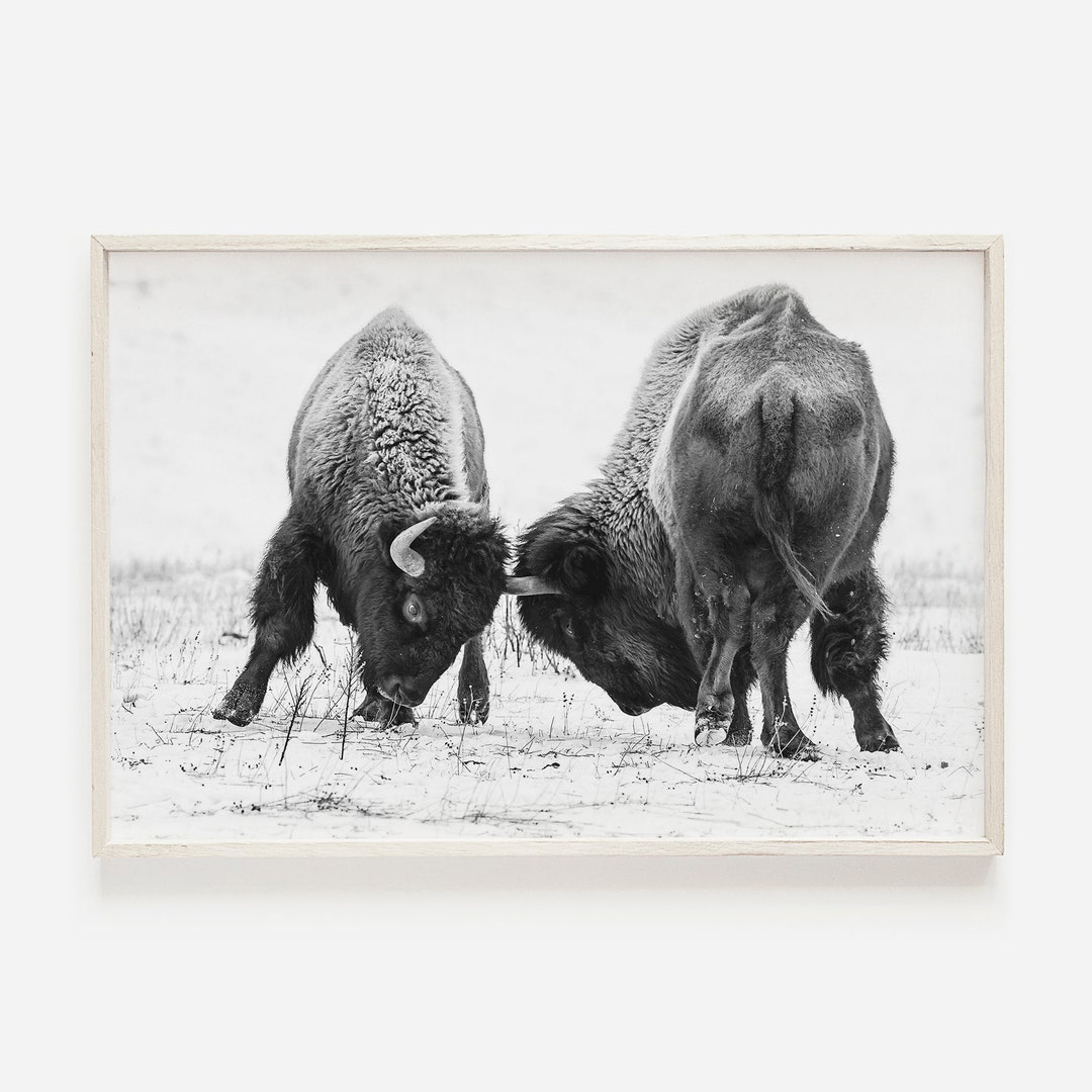 Black and White Bison Poster, Wild West Photography, Minimalist Home ...