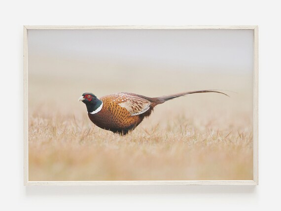 Pheasant Print Midwest Wall Art Bird Hunting Photo Pheasant | Etsy