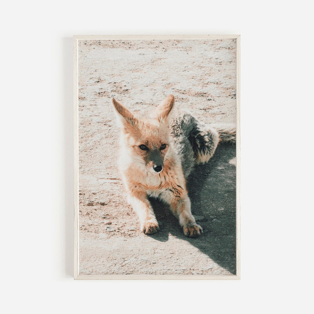Desert Fox Wall Art, Wildlife Photography, Fox Friend, Gray Fox ...