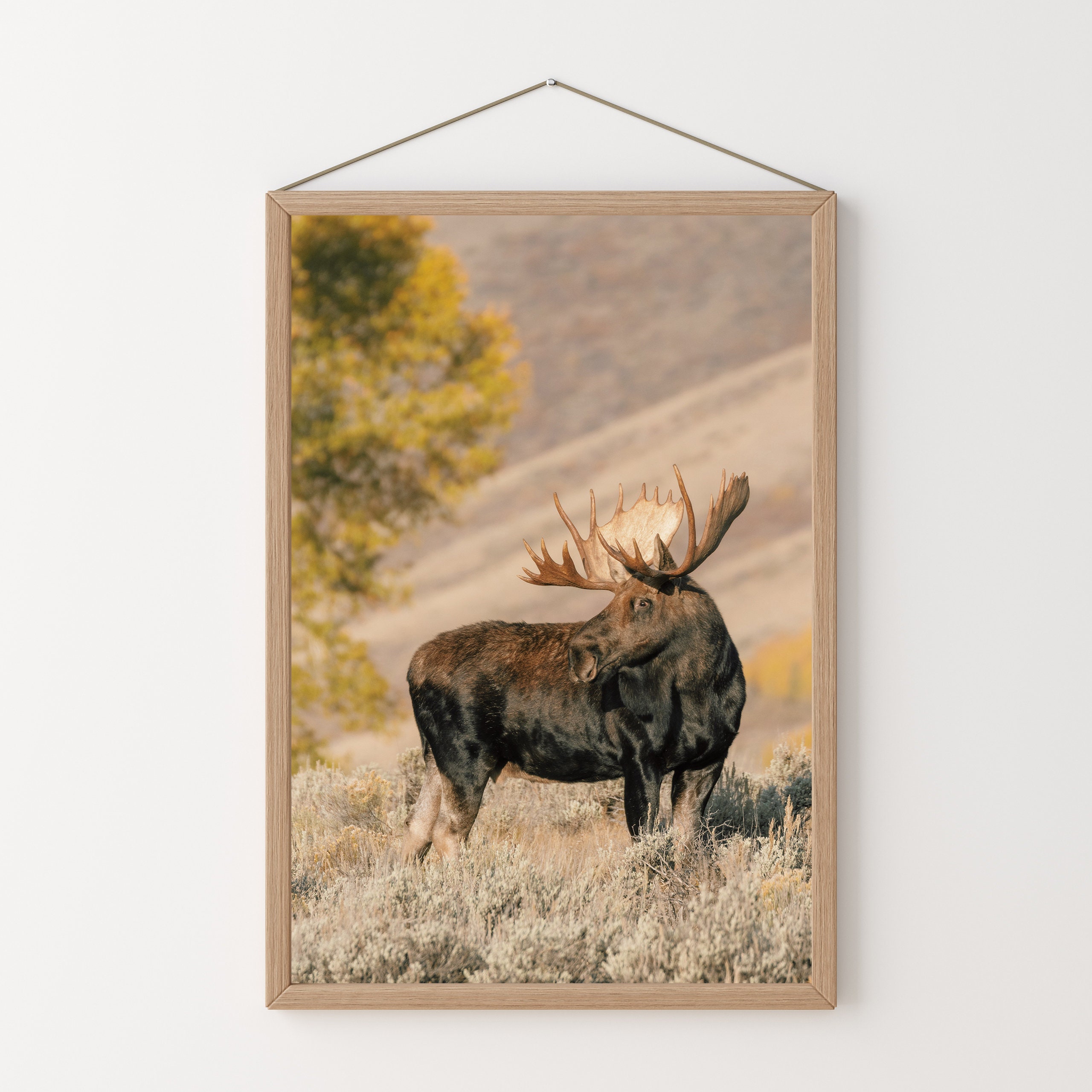 Moose in Autumn Colorado Moose Photo Rustic Moose Decor - Etsy