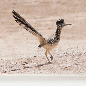 Road Runner Wall Art, Arizona Road Runner Photo, Desert Wildlife Print ...