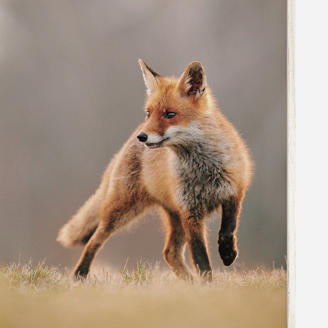 Fox Scenery Print Oregon Wildlife Photo Red Fox Wall Art - Etsy