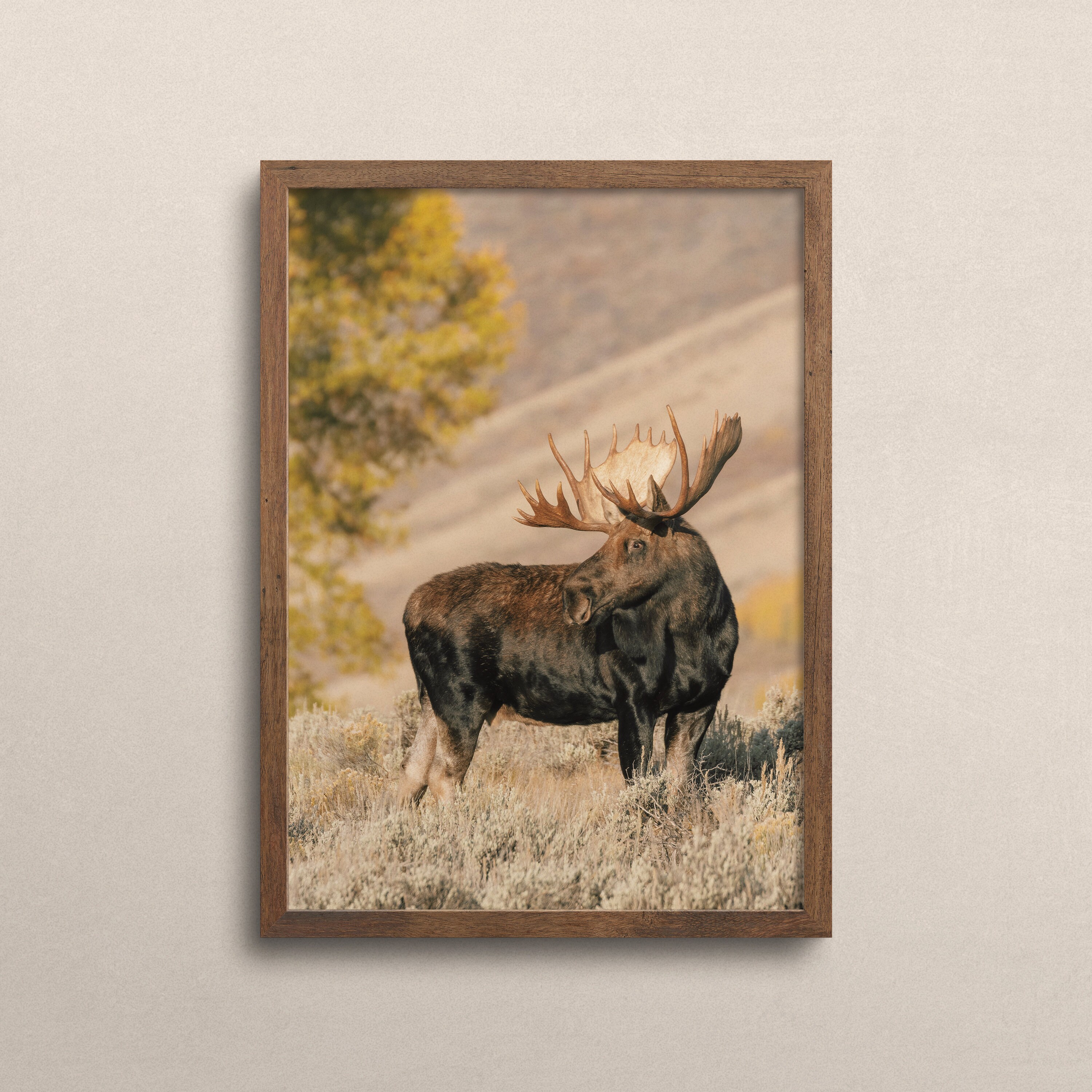 Moose in Autumn Colorado Moose Photo Rustic Moose Decor - Etsy