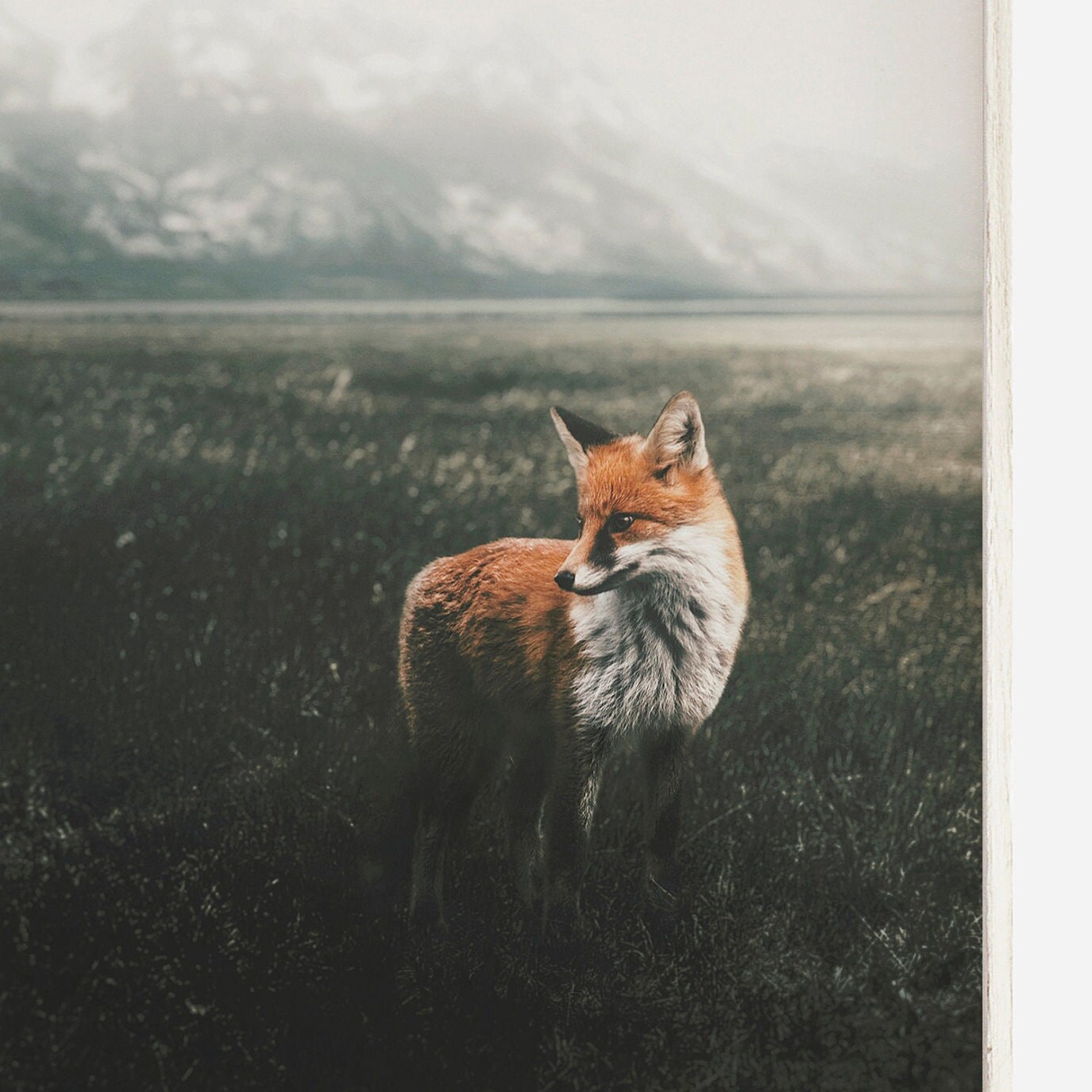 Fox in Forest Field Red Fox Photography Rustic Fox Print - Etsy