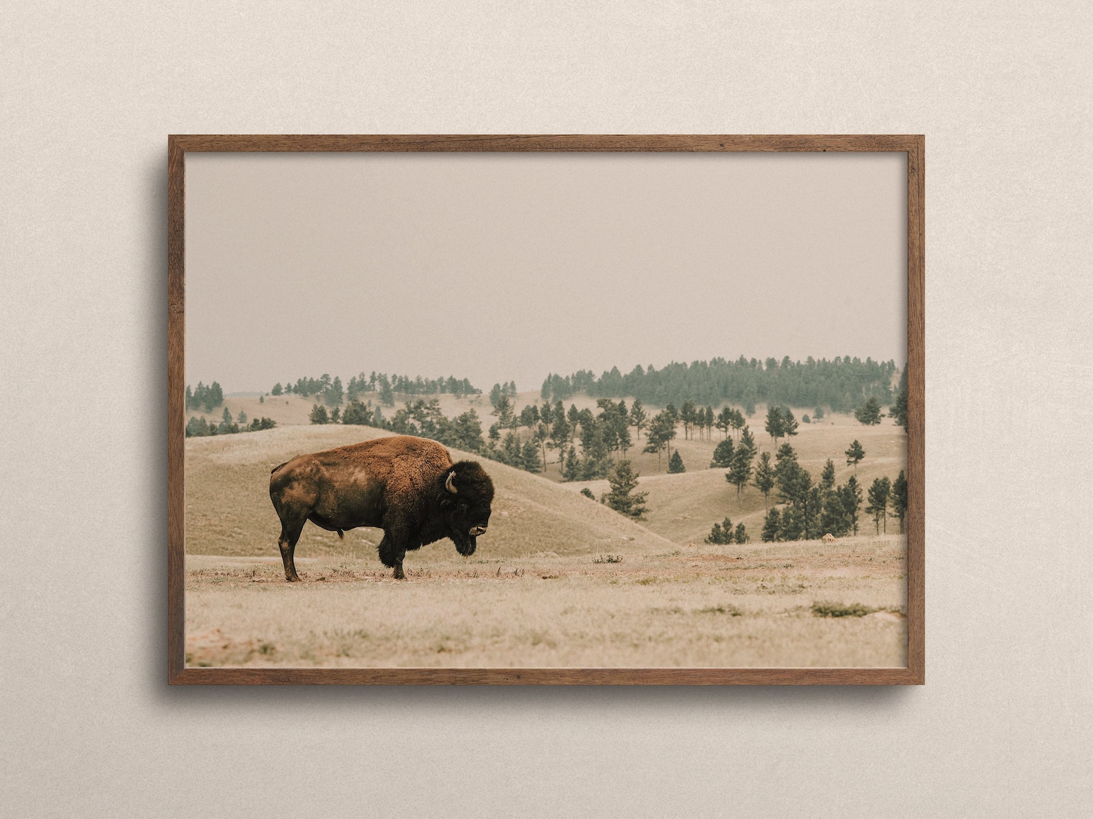 Western Bison Wall Art, Bison in Montana, Forest Landscape, Rustic Home ...