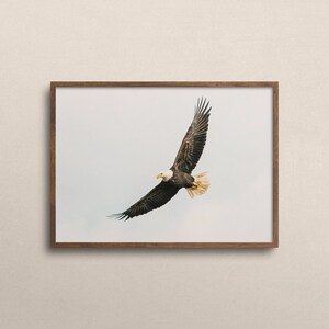Eagle Flying Overhead, Bald Eagle Photography, Flying Eagle Poster ...