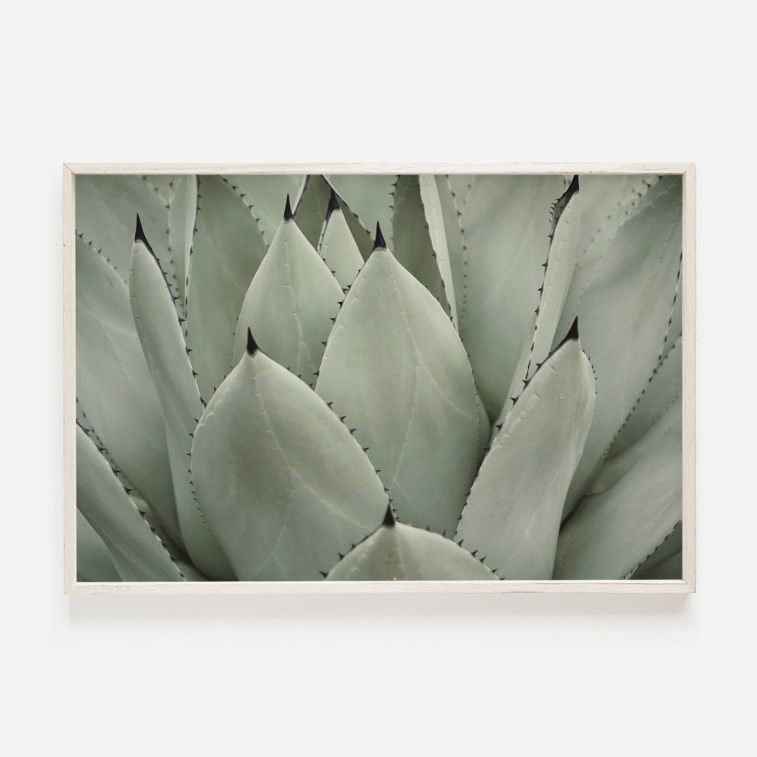 Agave Plant Leaves, Boho Plant Poster, Desert Agave Plant Art, Boho ...