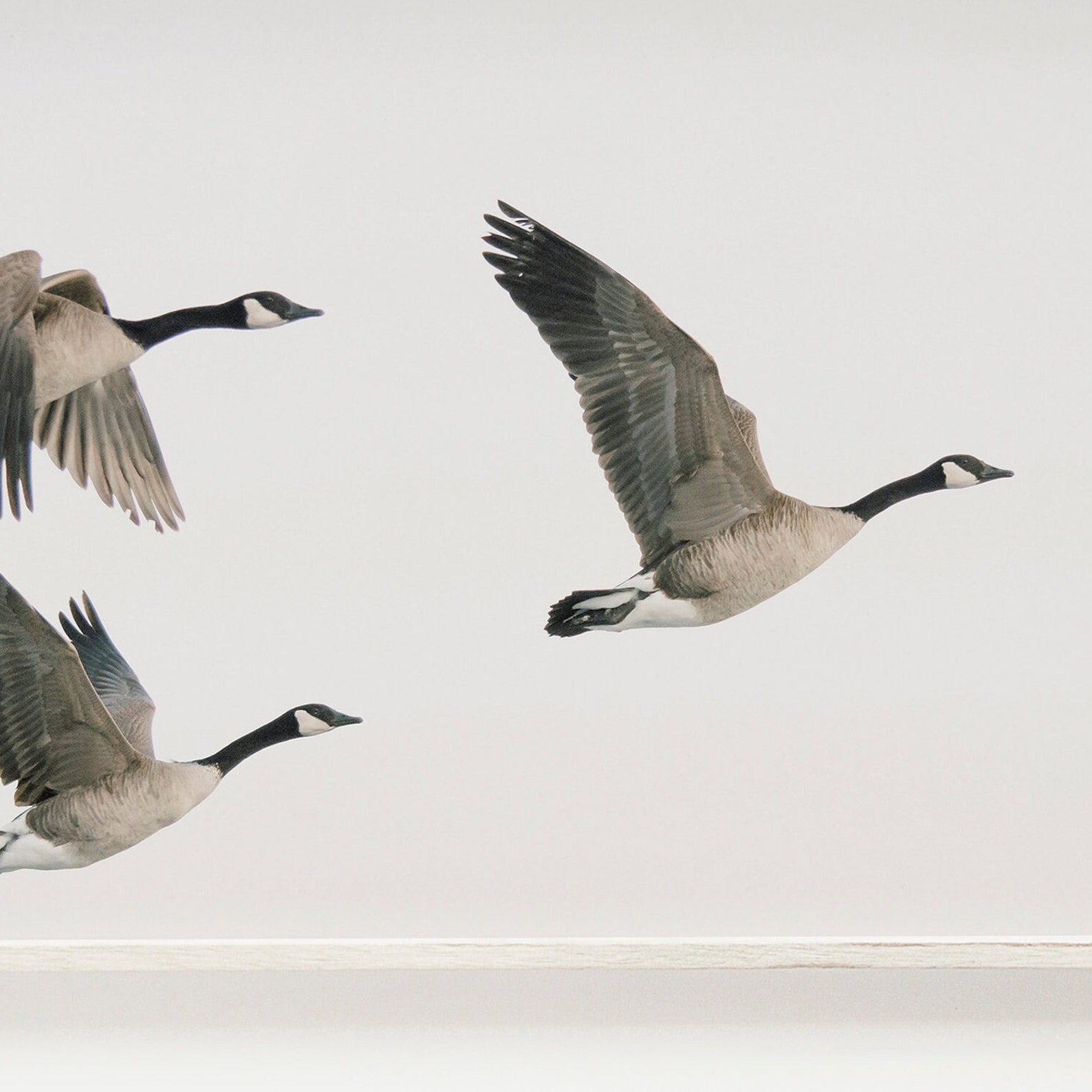 Three Geese Flying, Goose Migration, Gray Geese Wall Art, Canadian ...