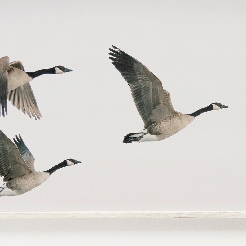 Three Geese Flying, Goose Migration, Gray Geese Wall Art, Canadian ...